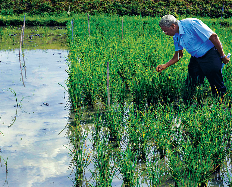 A leap forward in rice technology -CapX