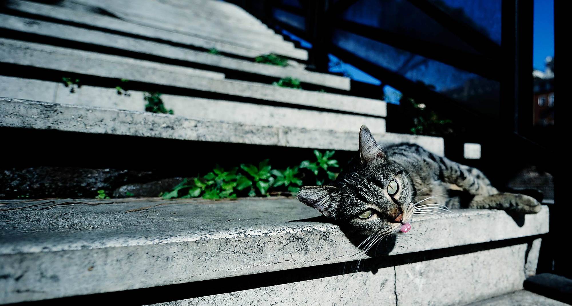 Want to know what's wrong with Italy? Look at Sicily's burning cats - CapX