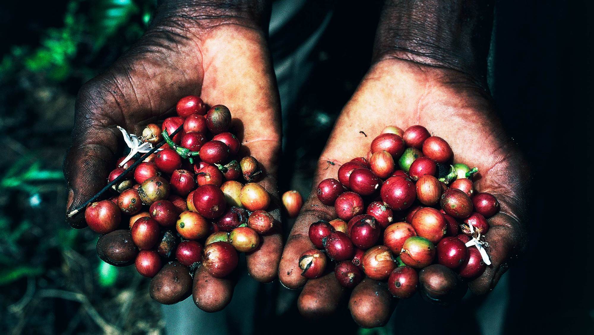 How coffee beans are bringing Burundi back to life - CapX