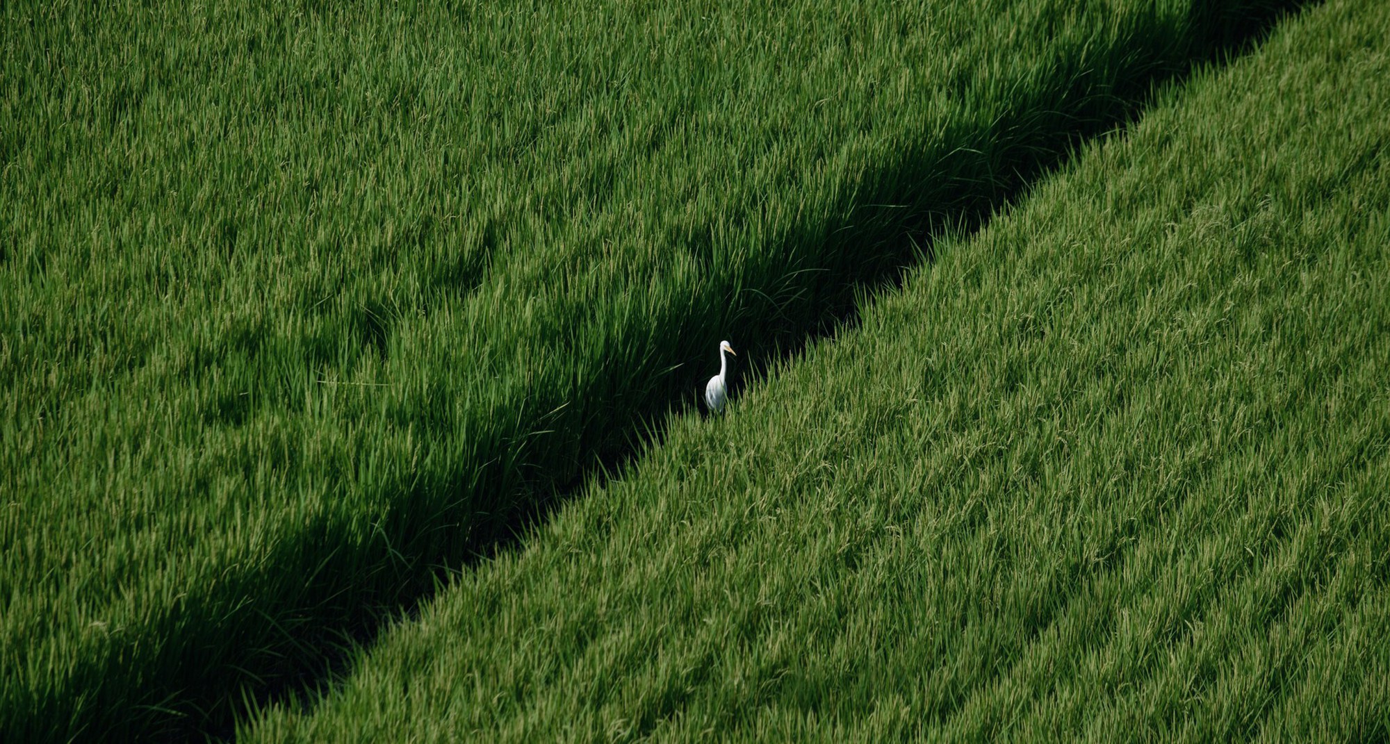 GM crops can help to feed a fast-growing world - CapX
