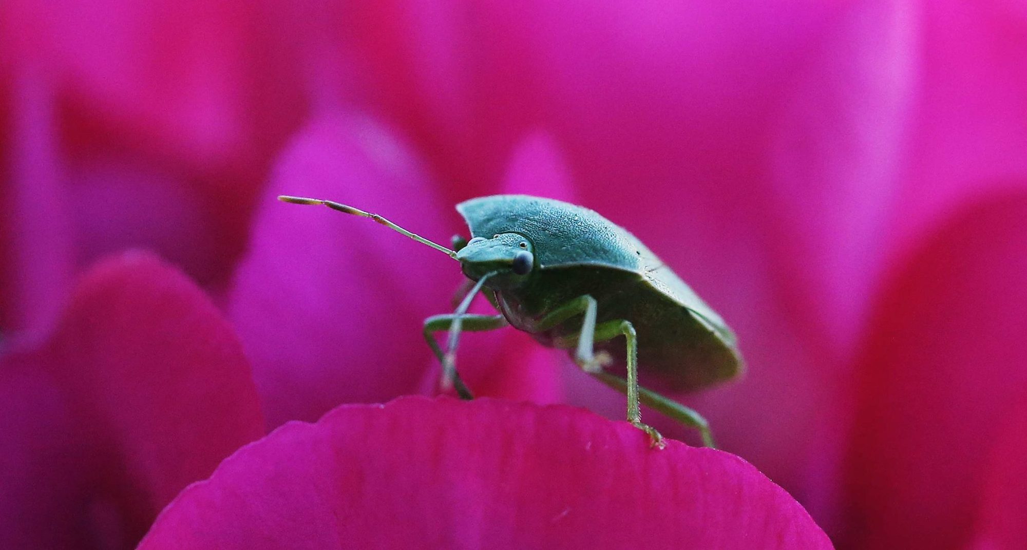Beware alarming warnings about the 'insect apocalypse' - CapX