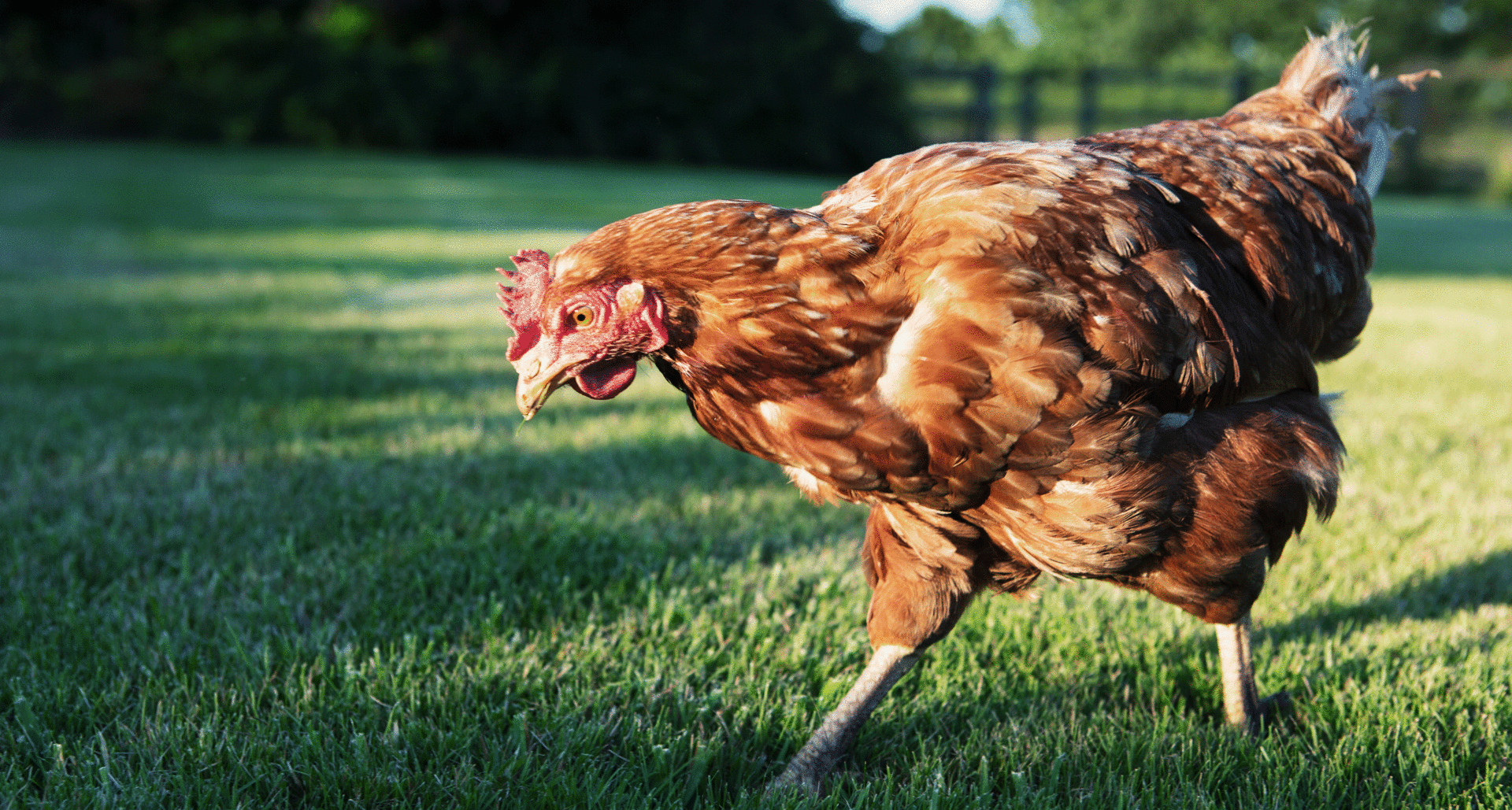 Ignore Rows Over Chlorinated Chicken The Agriculture Bill Is A 