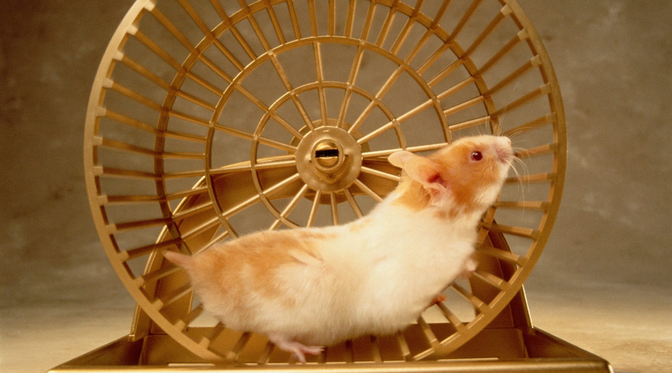 Weekly Briefing: Hamster wheel government - CapX