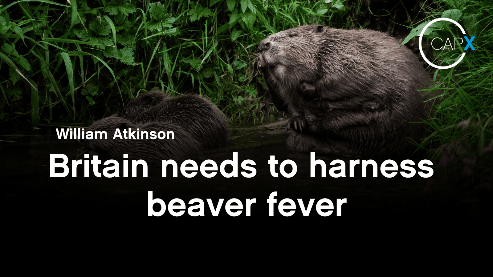 Britain needs to harness beaver fever - CapX